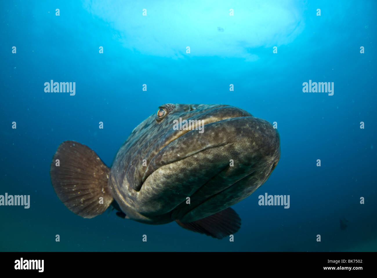 Potato cod, Epinephelus tukula, South Africa, Indian Ocean Stock Photo ...
