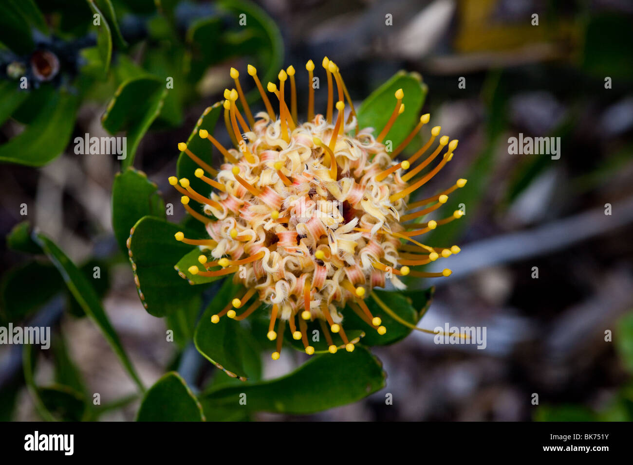 Close up of a protea flower hi-res stock photography and images - Alamy