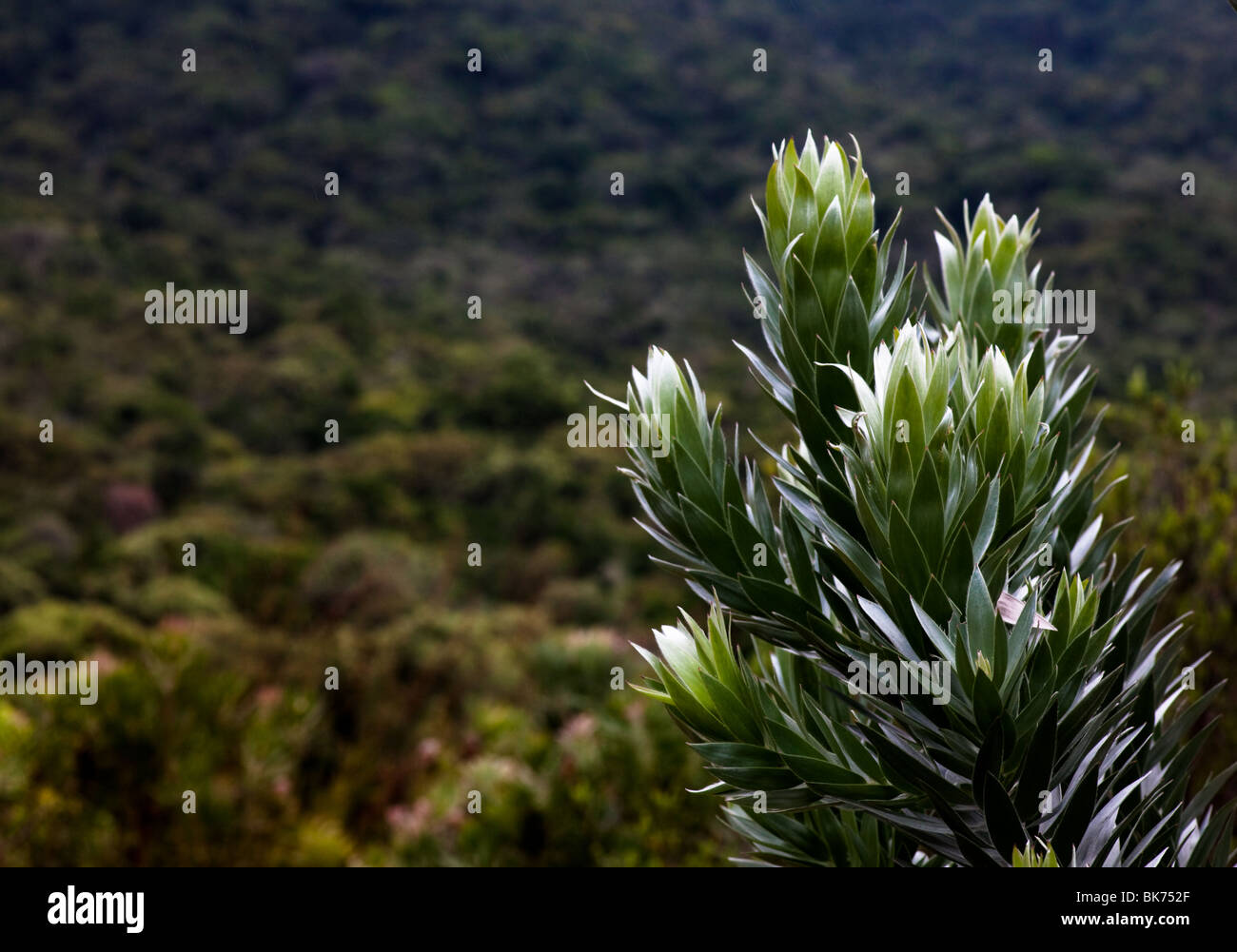 Leucadendron hi-res stock photography and images - Alamy