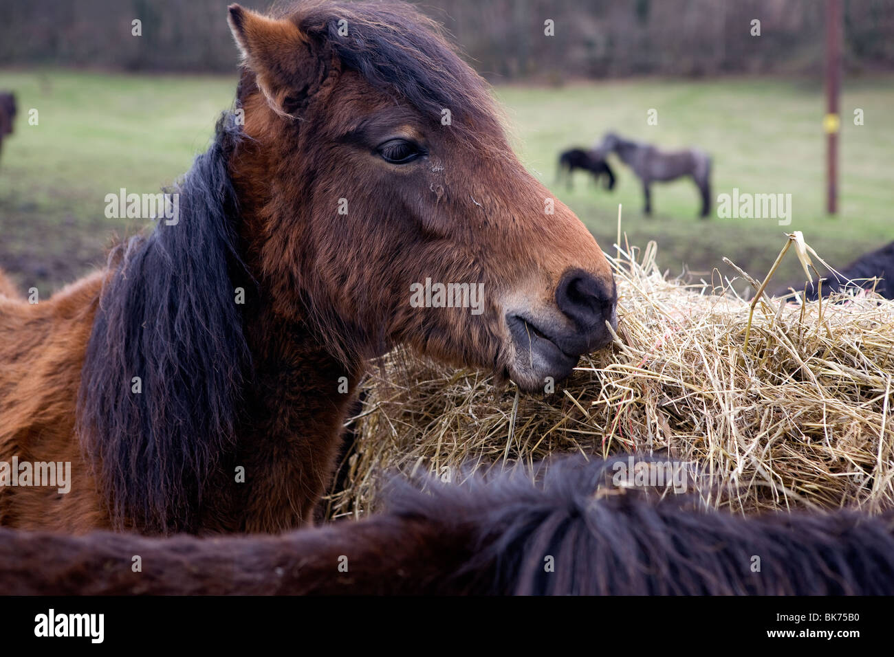 Pony eating hi-res stock photography and images - Alamy