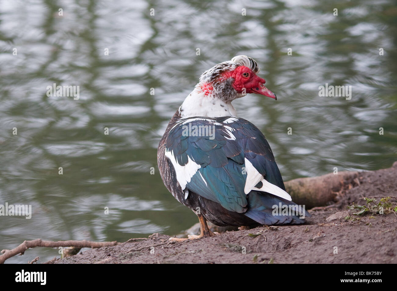 Muscovy Duck on bank of pond Stock Photo - Alamy