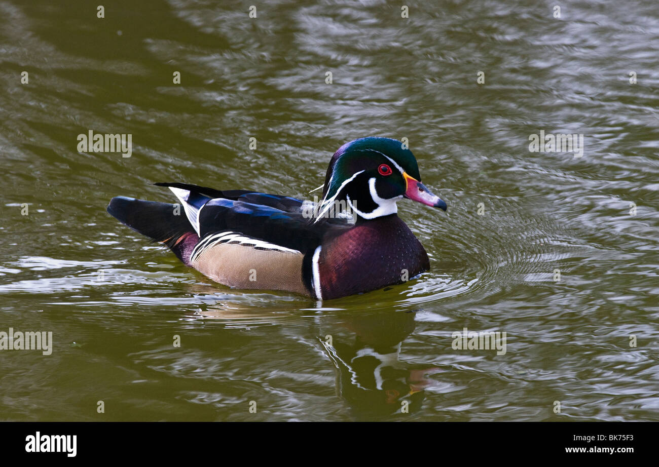 Aix sponsa,WOOD DUCK Stock Photo - Alamy