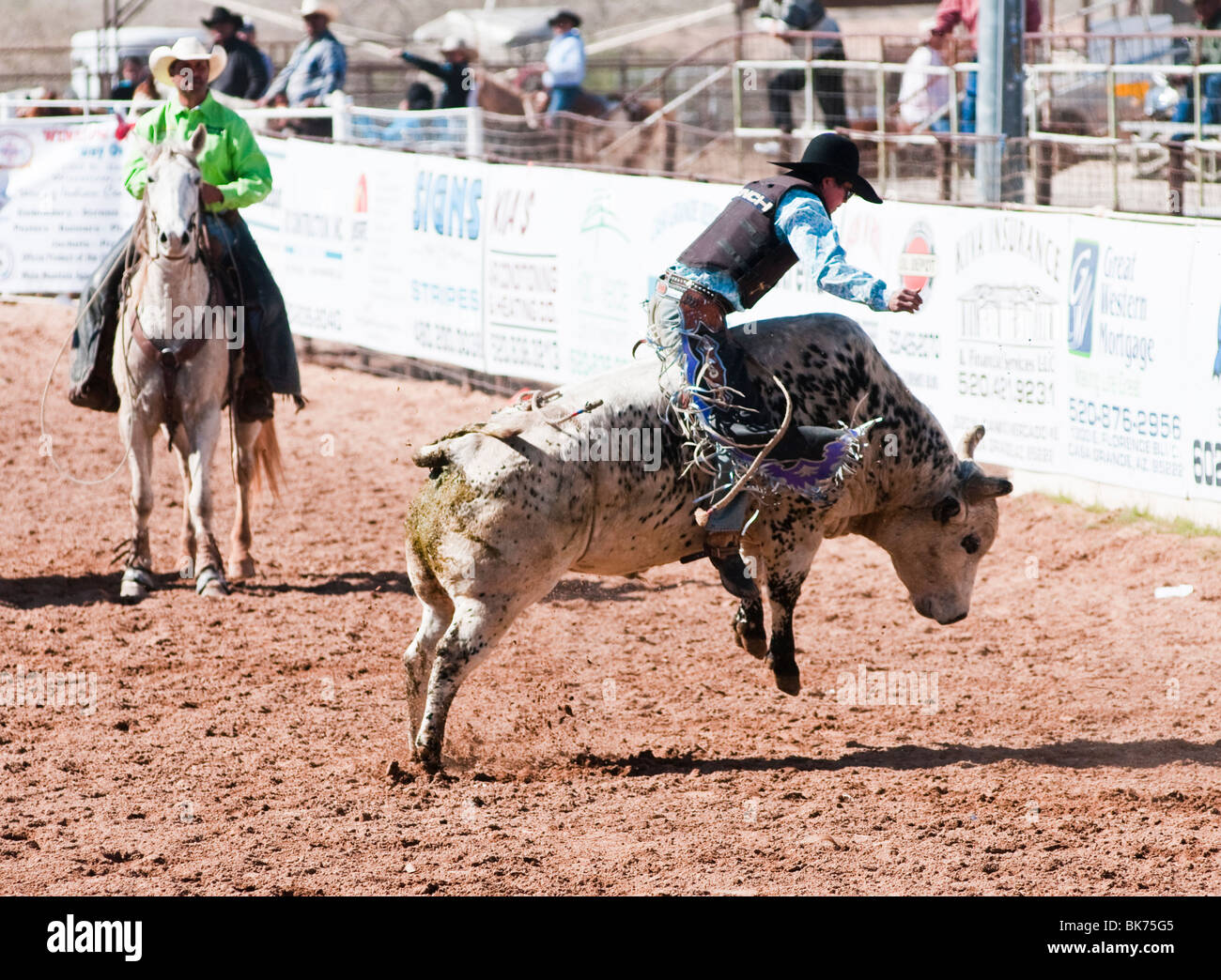 Brahma Bull High Resolution Stock Photography and Images - Alamy