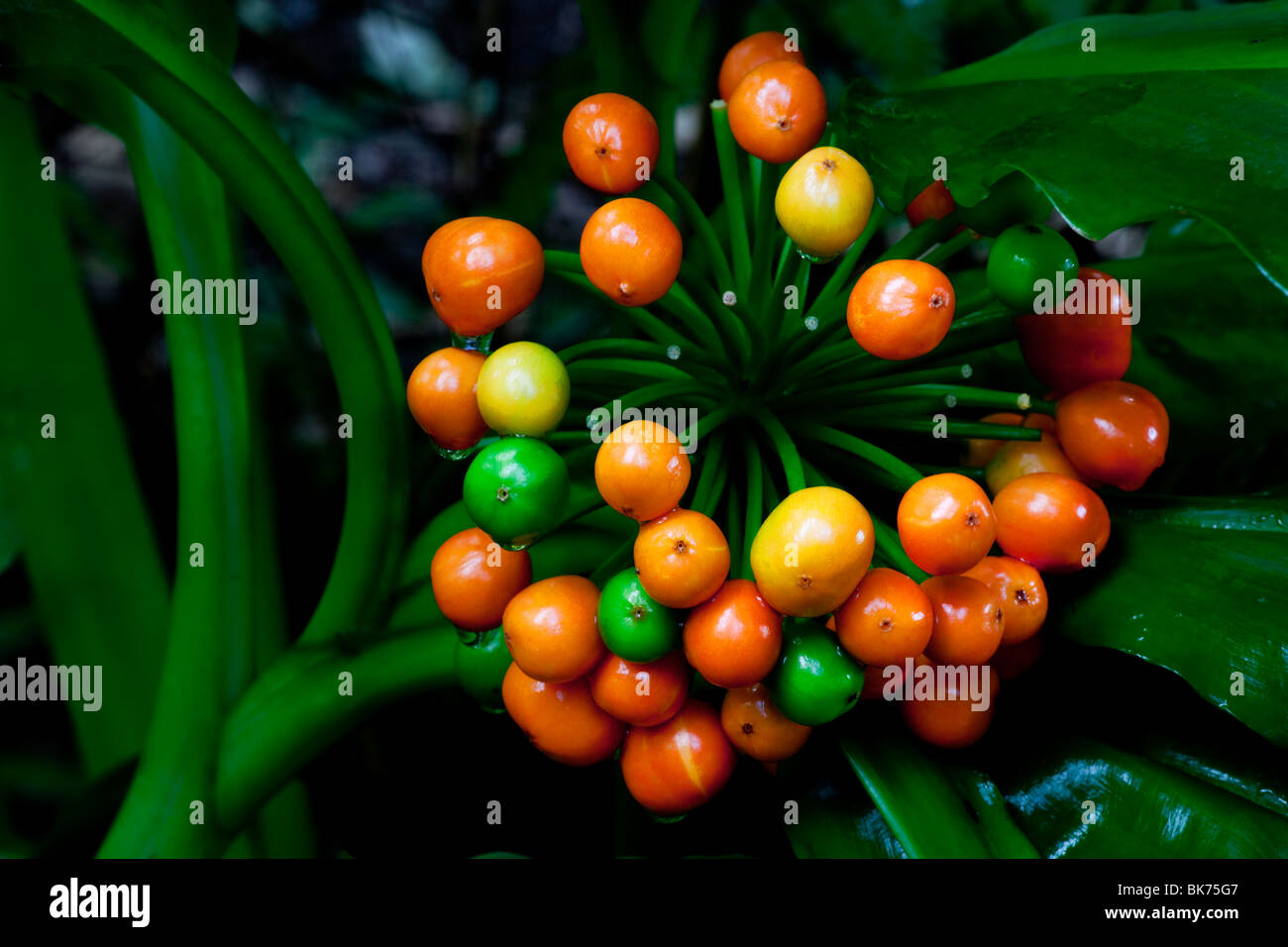 Scadoxus hi-res stock photography and images - Alamy