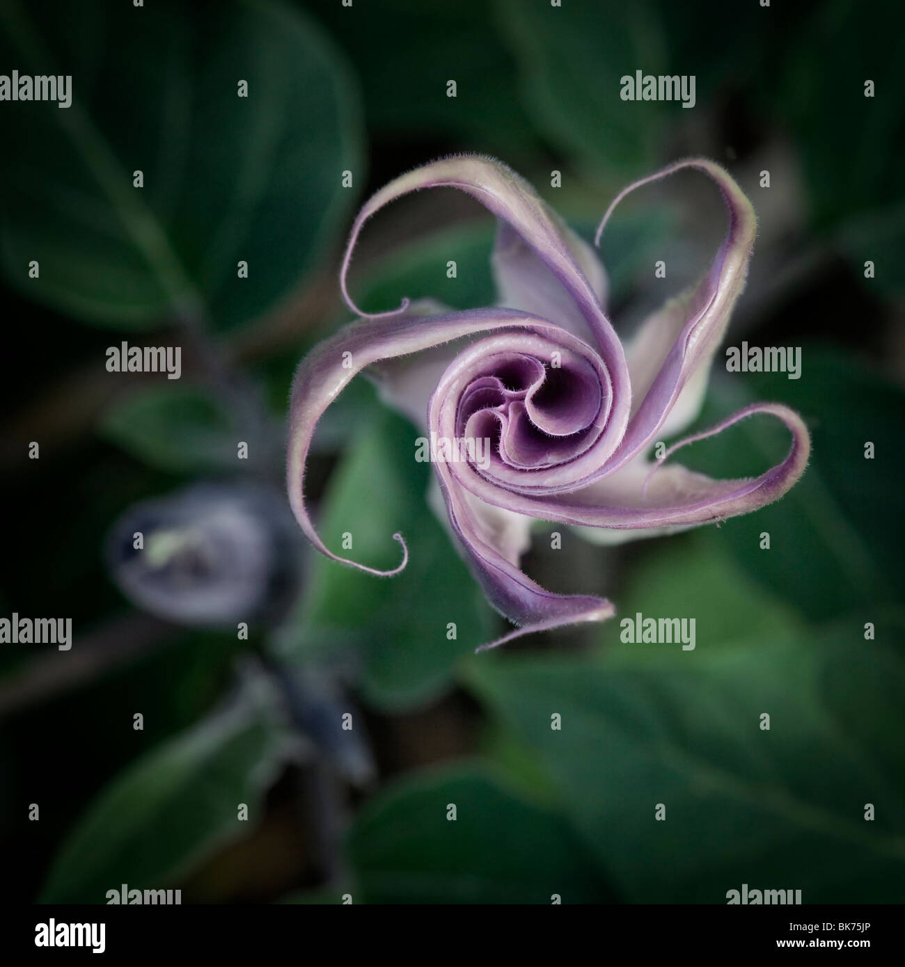 Datura hi-res stock photography and images - Alamy