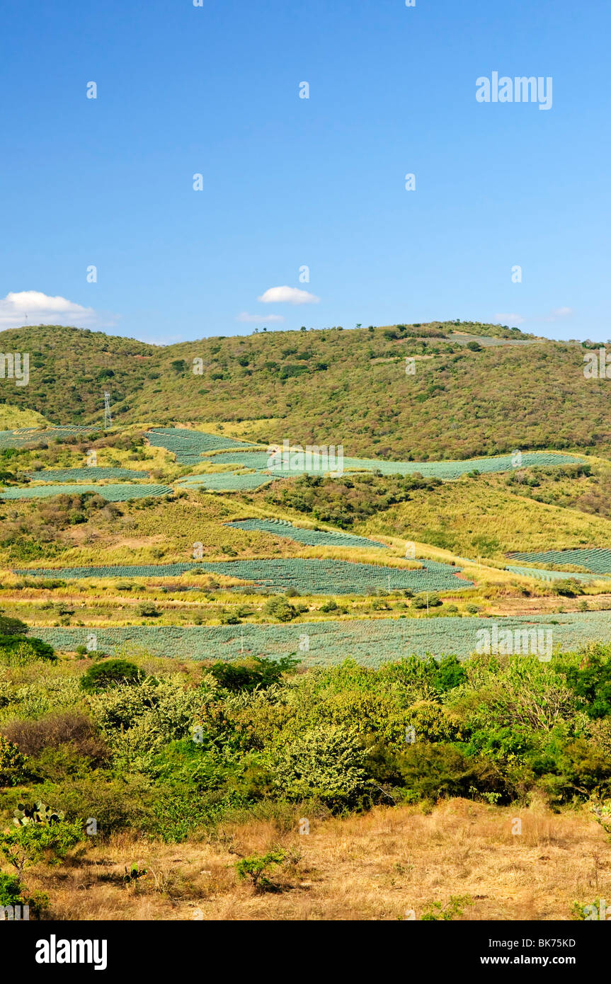 Jalisco mexico countryside hi-res stock photography and images - Alamy
