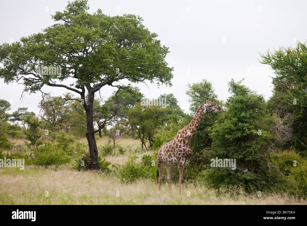 A giraffe in the African bush Stock Photo - Alamy