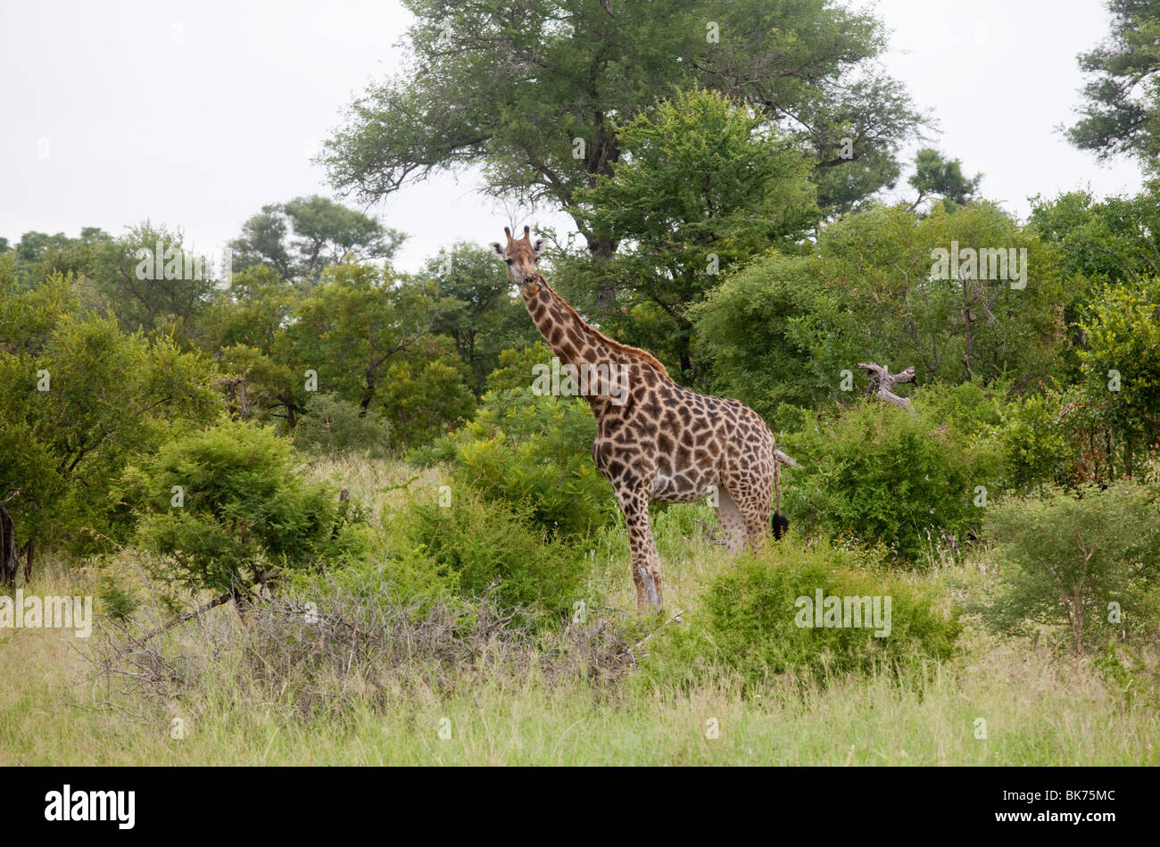 A giraffe in the African bush Stock Photo - Alamy