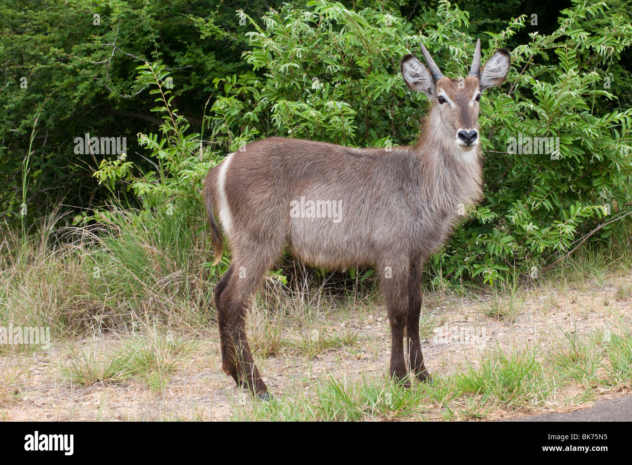 Antelope bush hi-res stock photography and images - Alamy