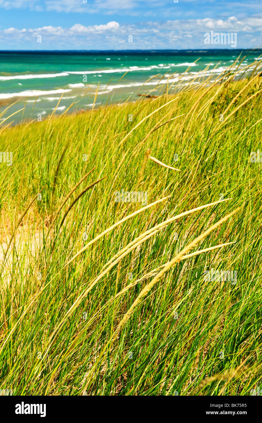 Grass on sand dunes at beach. Pinery provincial park, Ontario Canada ...