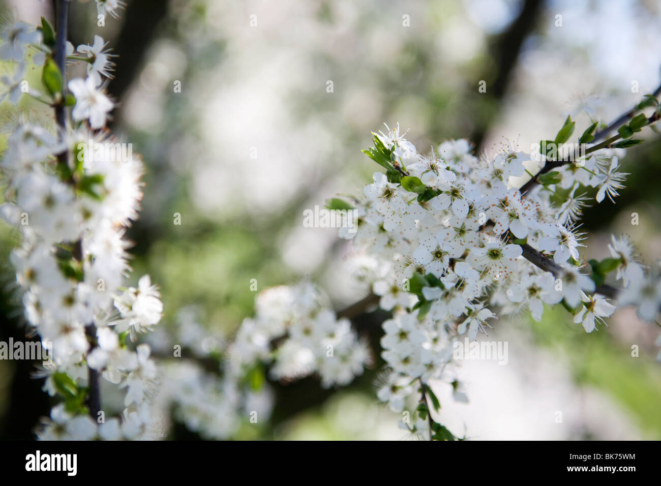 Blooming wild cherry tree hi-res stock photography and images - Alamy