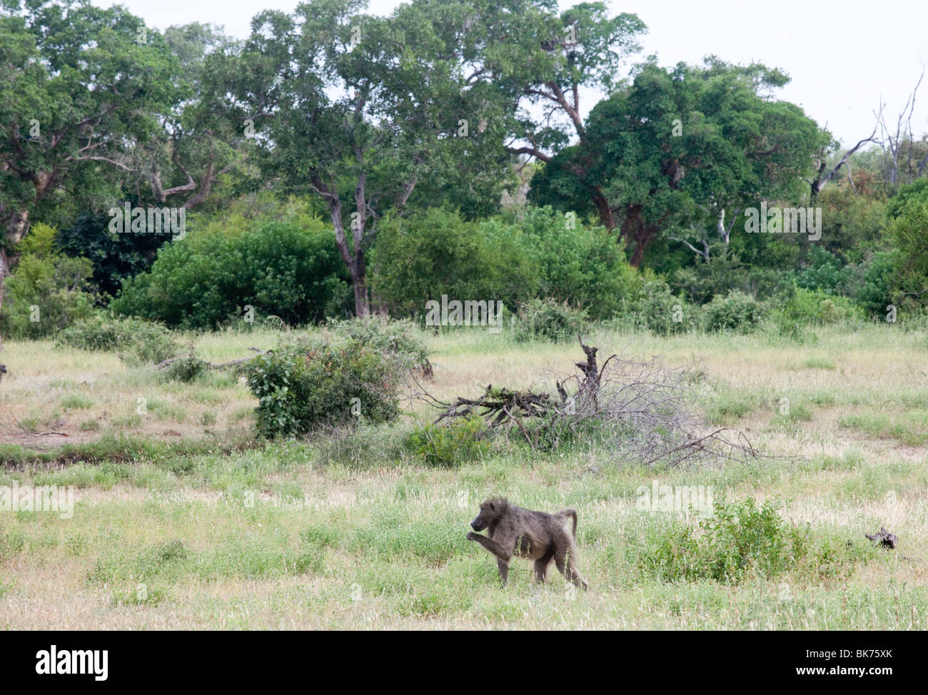 Bk75xk hi-res stock photography and images - Alamy