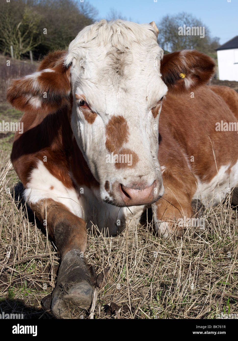 Chester Le Street High Resolution Stock Photography and Images - Alamy
