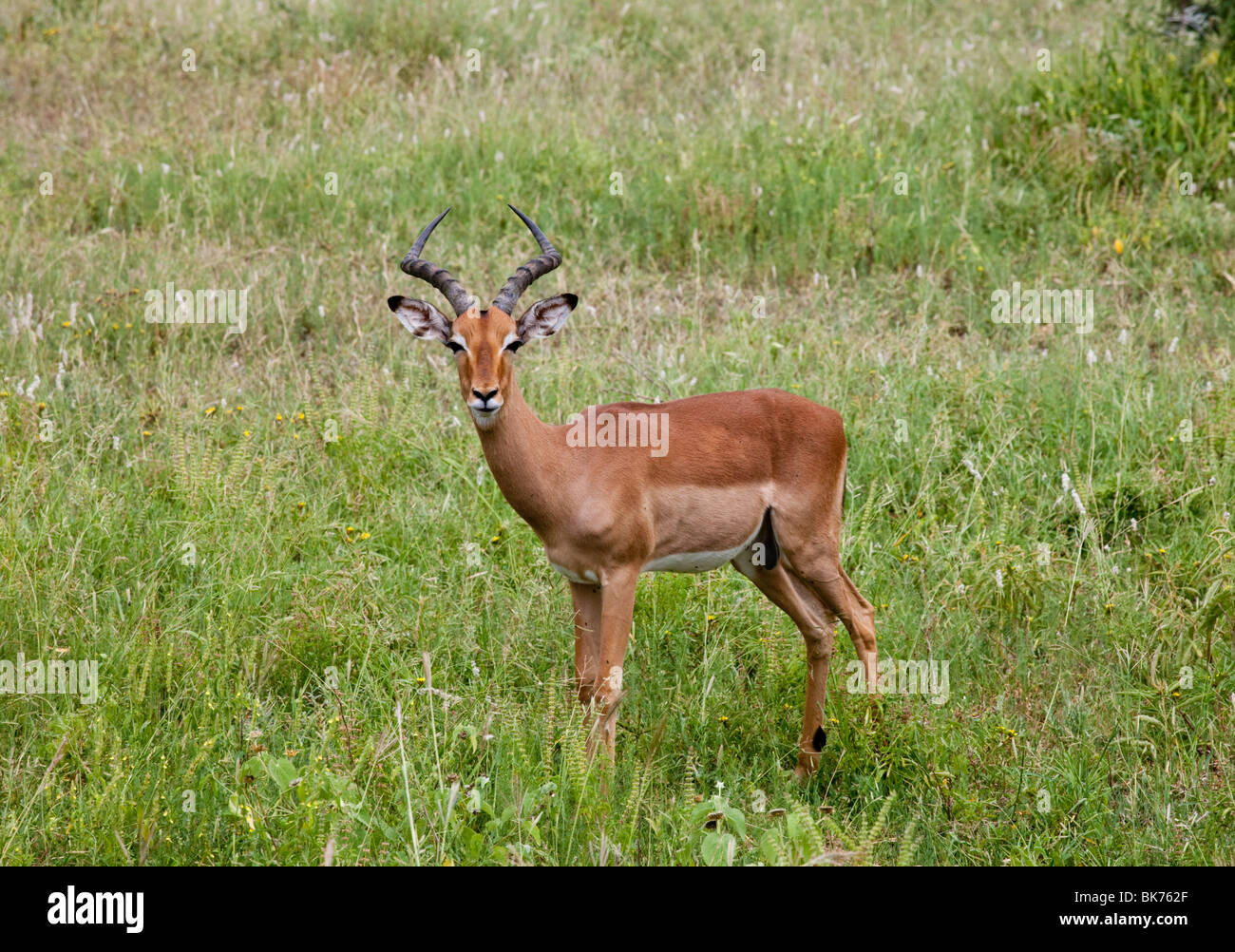 A young Impala antelope in the African bush Stock Photo - Alamy