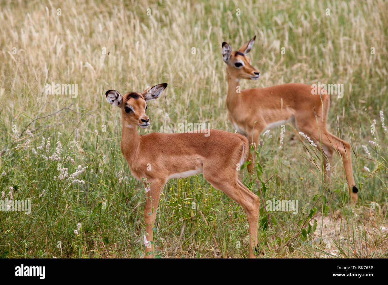 Baby impala hi-res stock photography and images - Alamy