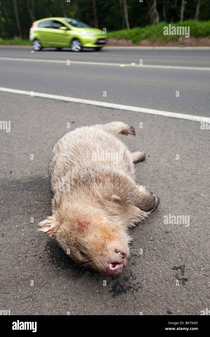 A Wombat killed on a road in New South Wales, Australia Stock Photo - Alamy