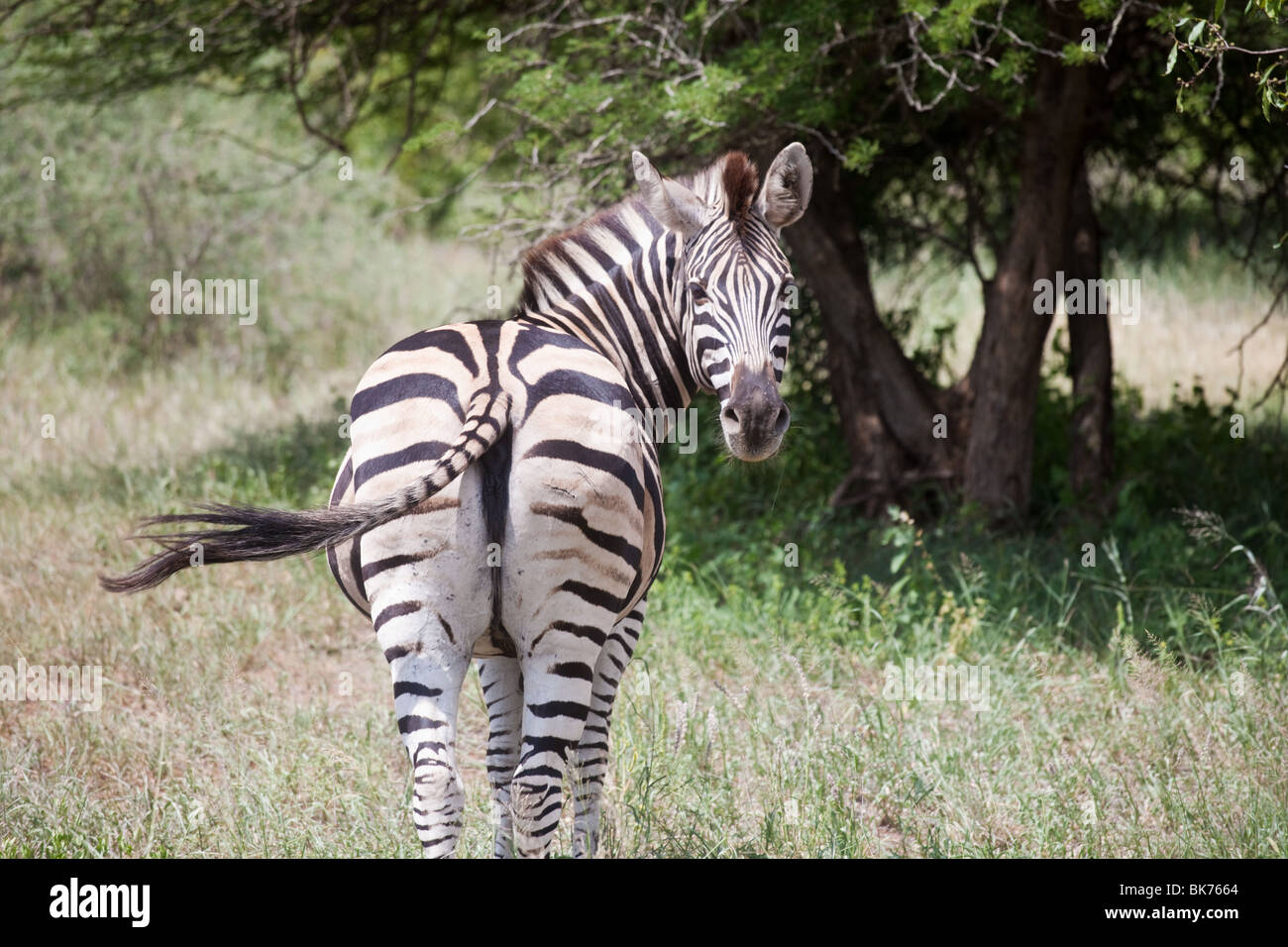 Bush animal hi-res stock photography and images - Alamy