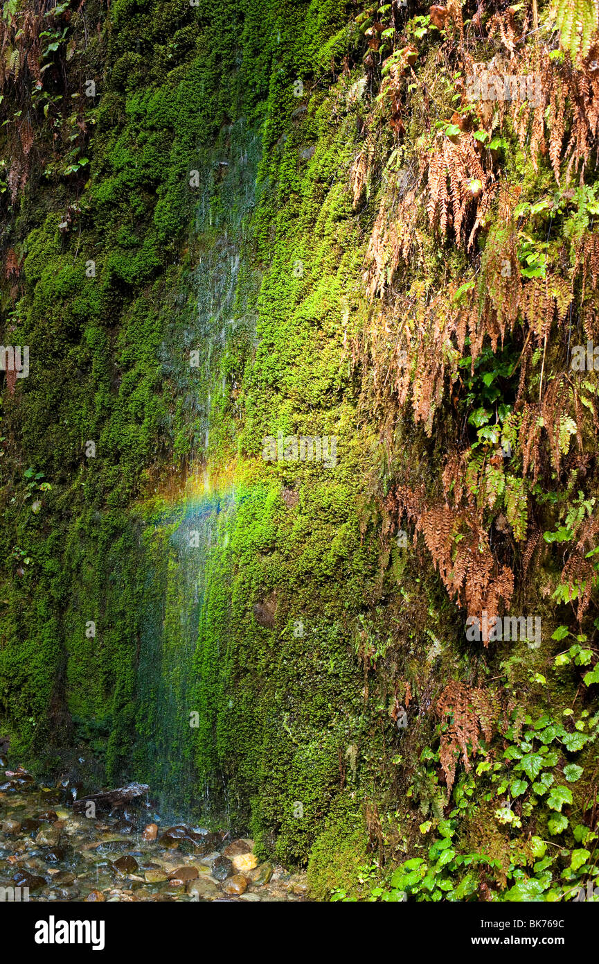 Ferns growing on the wall along the Fern Trail in Oregon Stock Photo ...