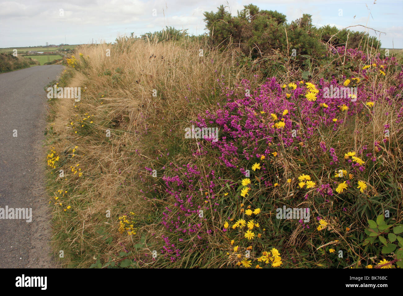 Wild Cornish Flowers Stock Photos & Wild Cornish Flowers Stock Images ...