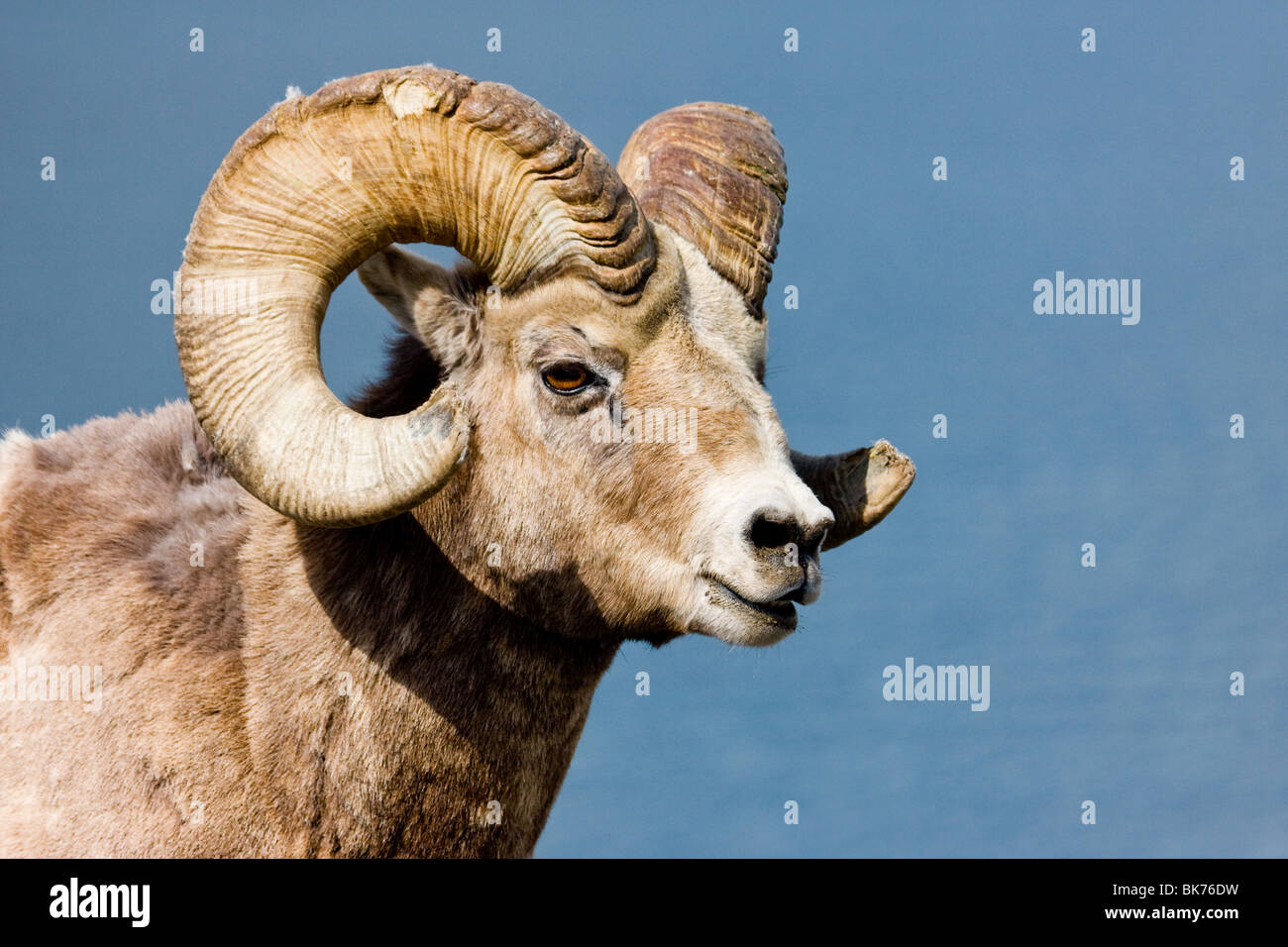 Bighorn ram portrait hi-res stock photography and images - Alamy