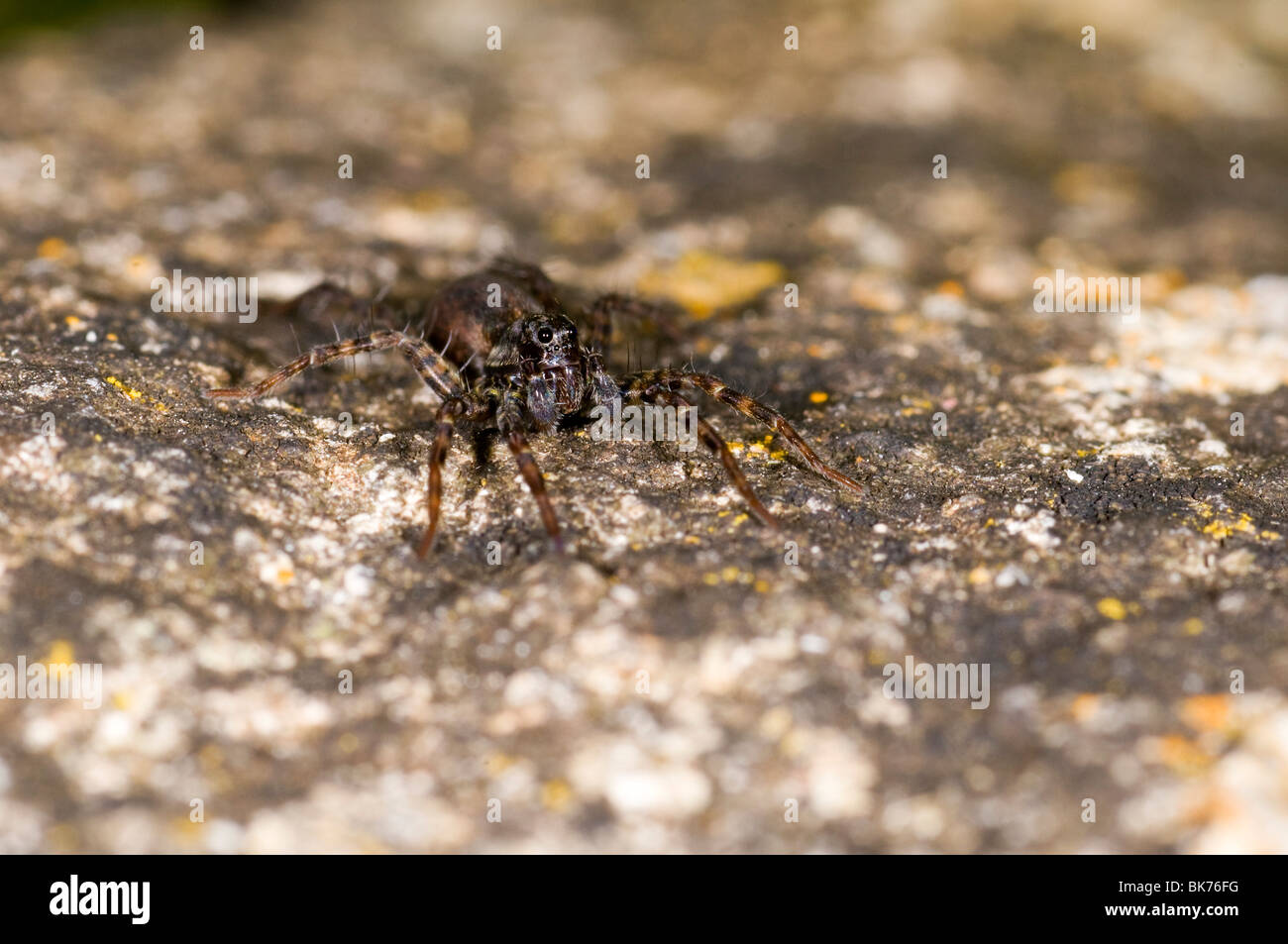 Garden spider uk hi-res stock photography and images - Alamy