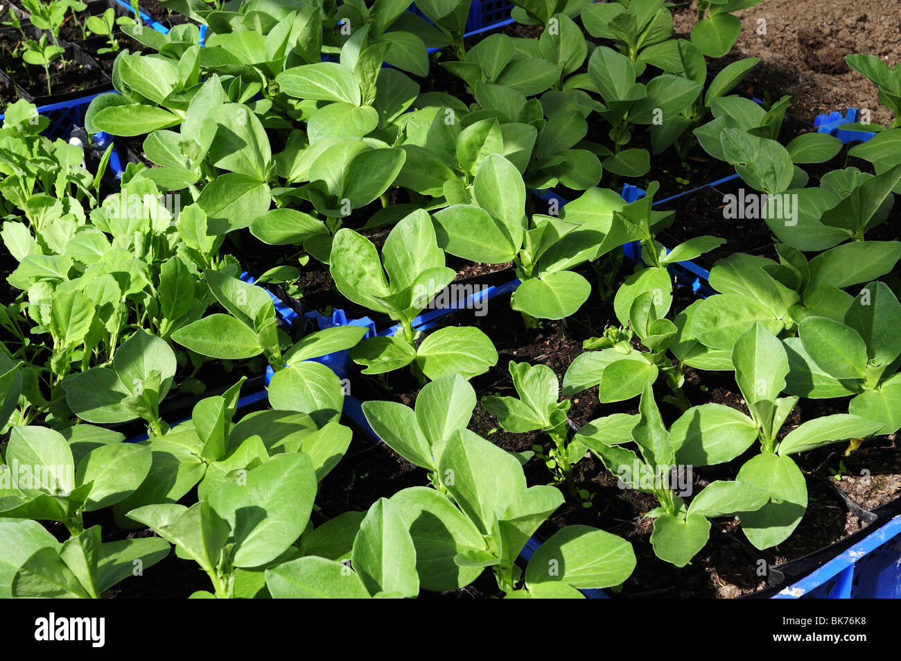 Bean Shoots High Resolution Stock Photography and Images - Alamy