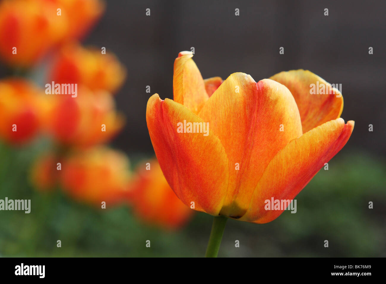 Tulip spring sunshine hi-res stock photography and images - Alamy