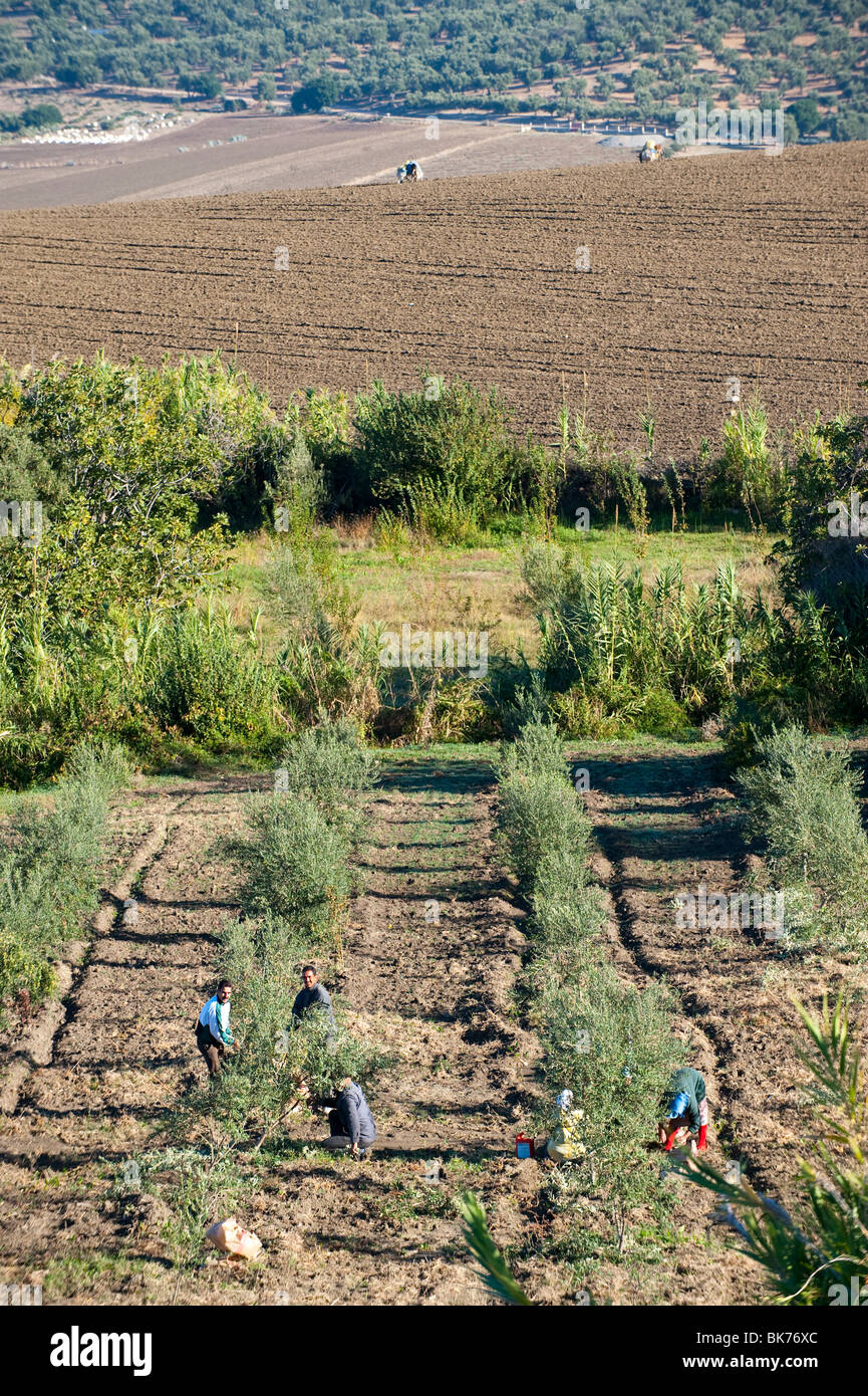 Grove workers hi-res stock photography and images - Alamy