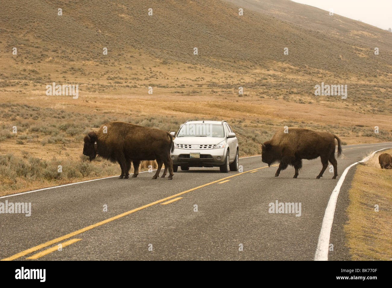 This is an image of bison blocking traffic in Yellowstone Park Stock ...