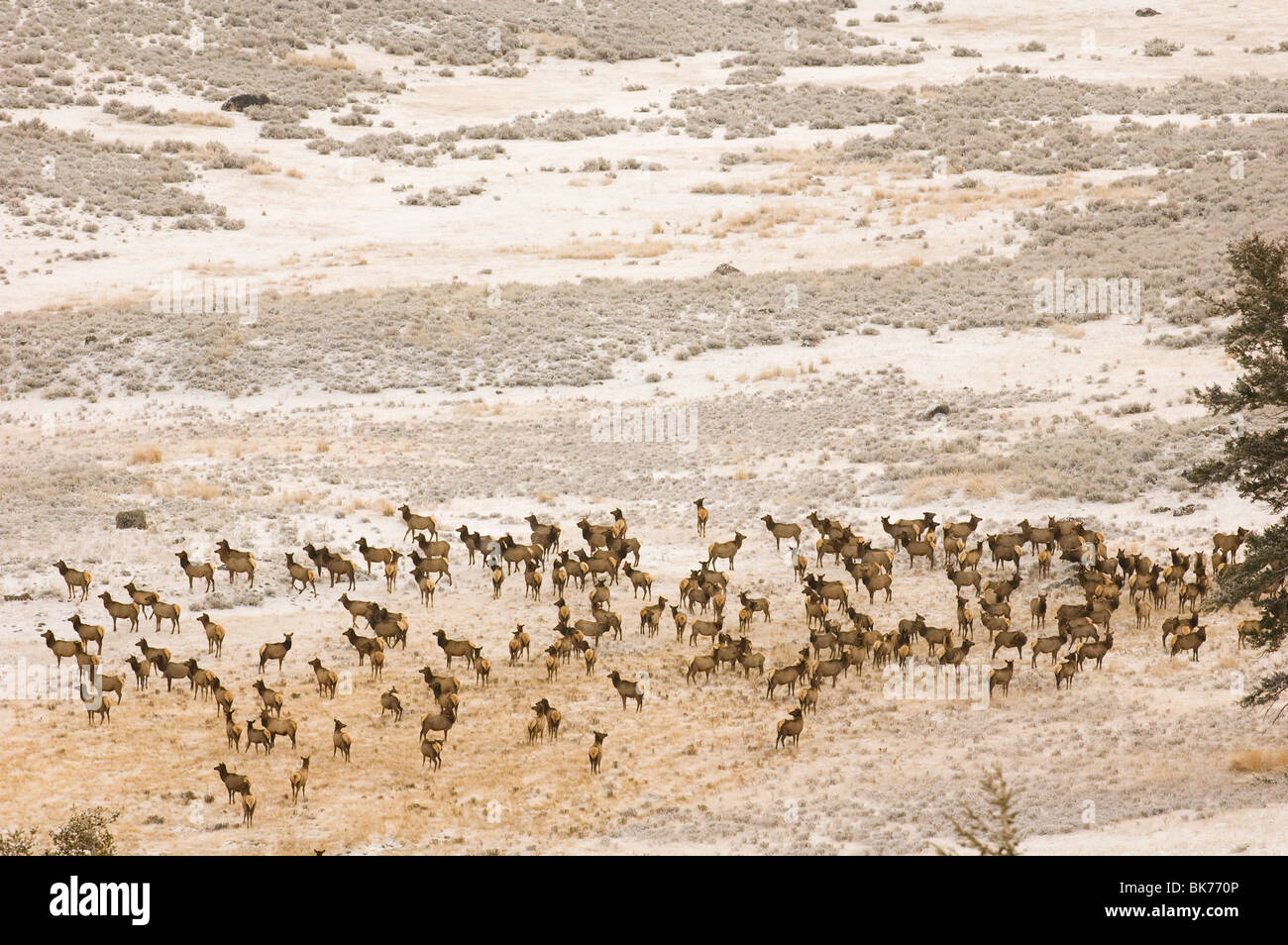 This is an image of a herd of elk running through Yellowstone National ...