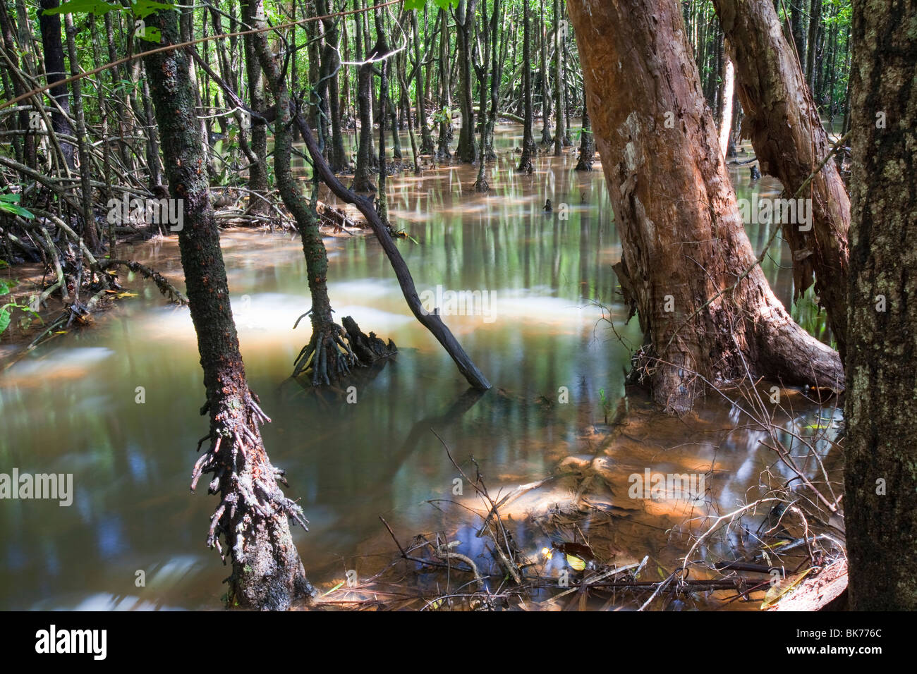 Mangrove trees on the edge of the Daintree rainforest in the North of ...