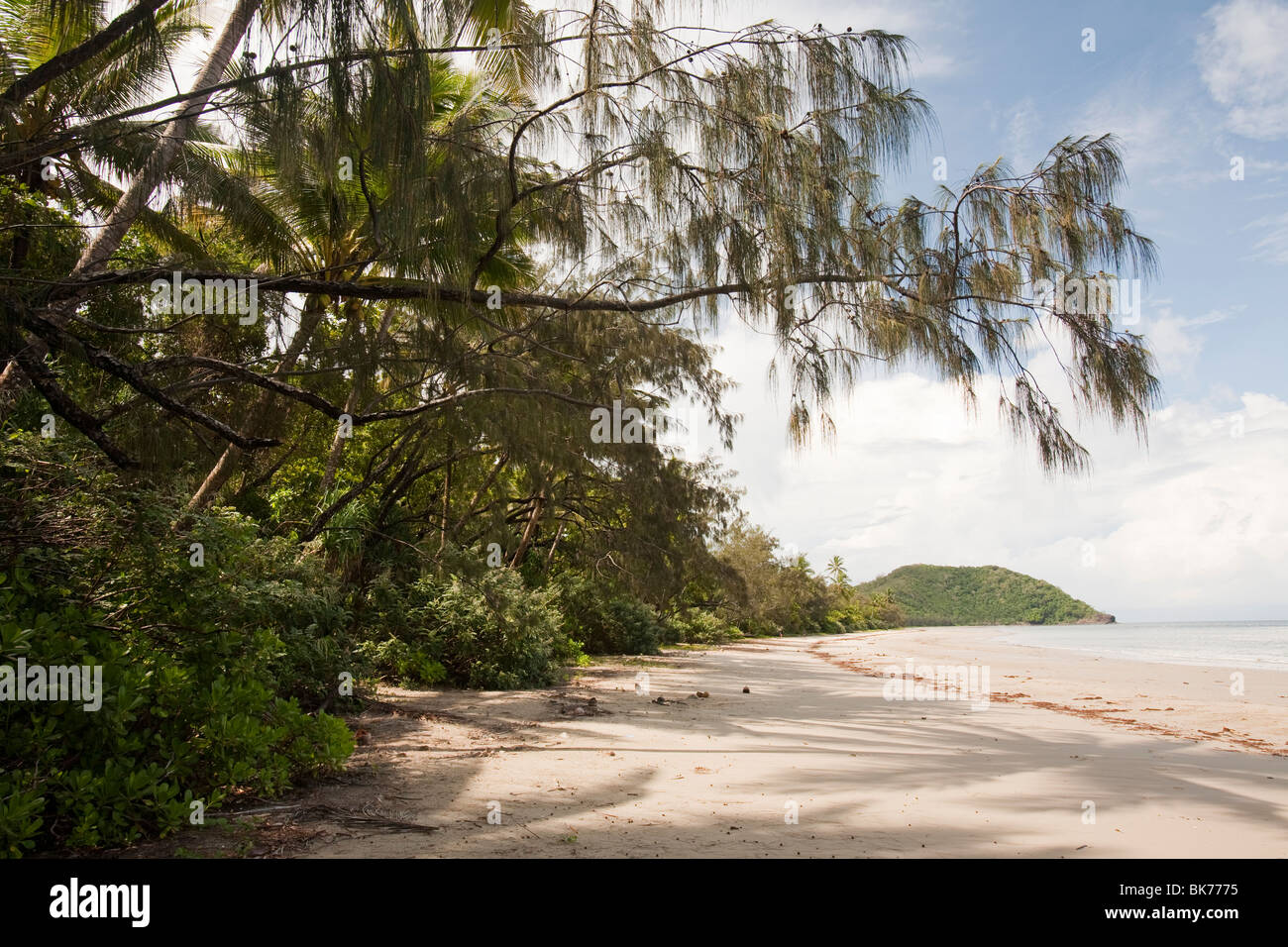 Daintree rain forest hi-res stock photography and images - Alamy