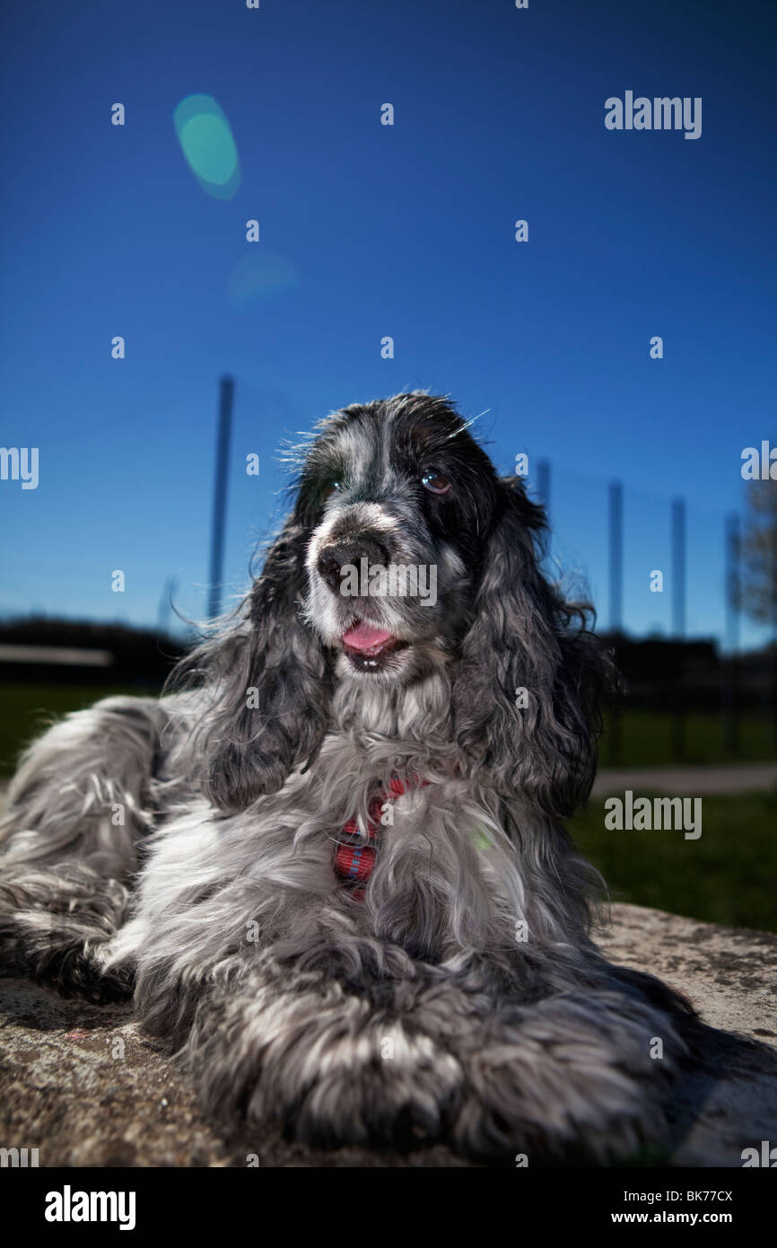 English cocker spaniel posing in hi-res stock photography and images ...