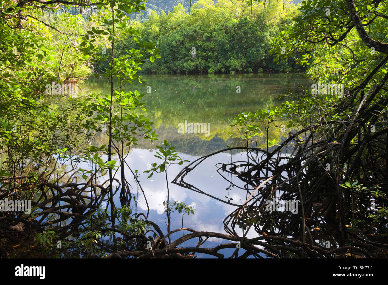 Mangrove swamp in daintree rainforest hi-res stock photography and ...