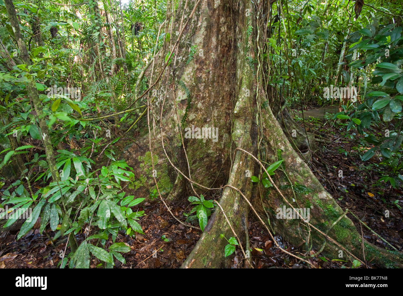 The Daintree rainforest in the North of Queensland, Australia Stock ...