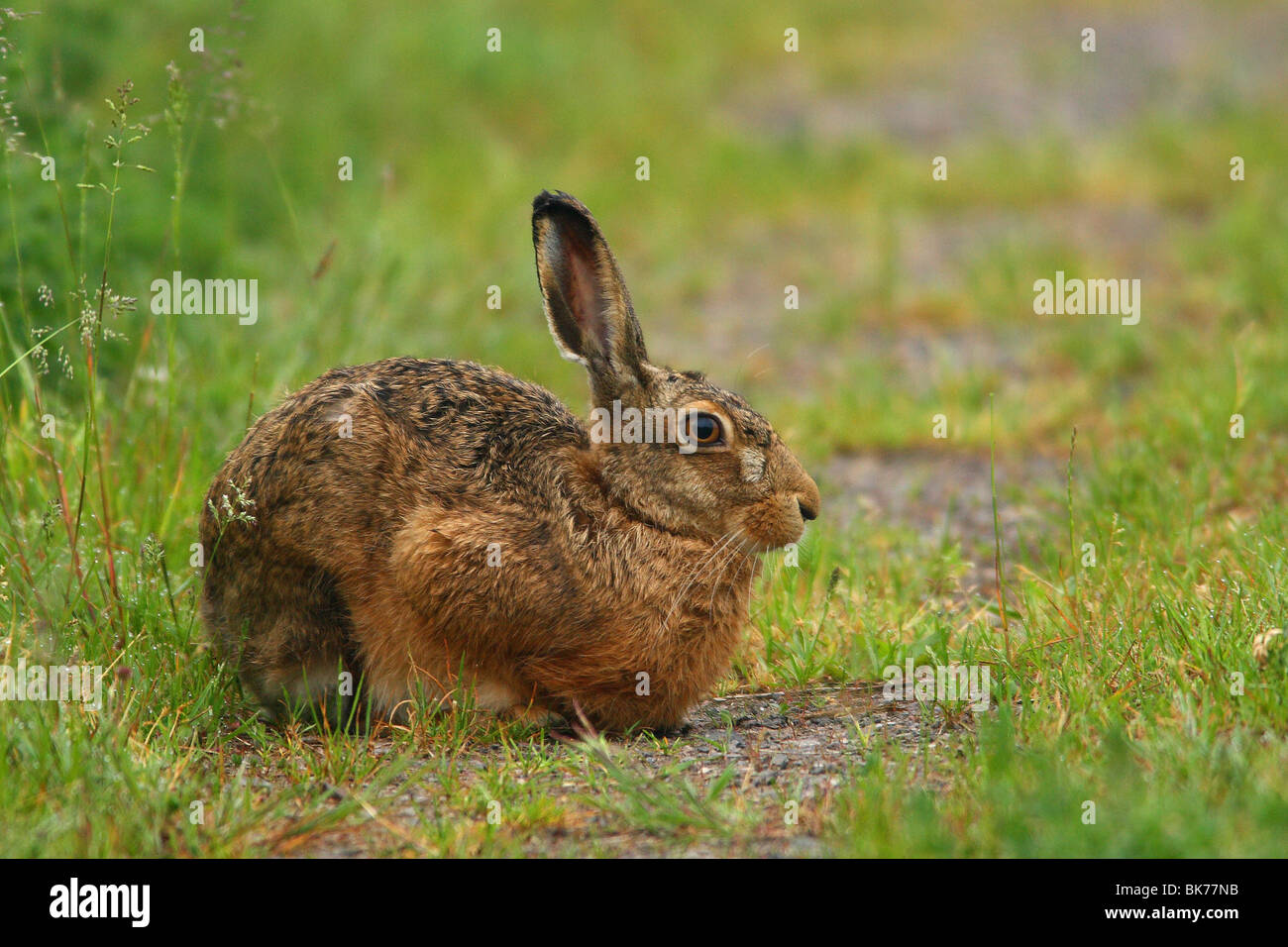 Hare side profile hi-res stock photography and images - Alamy