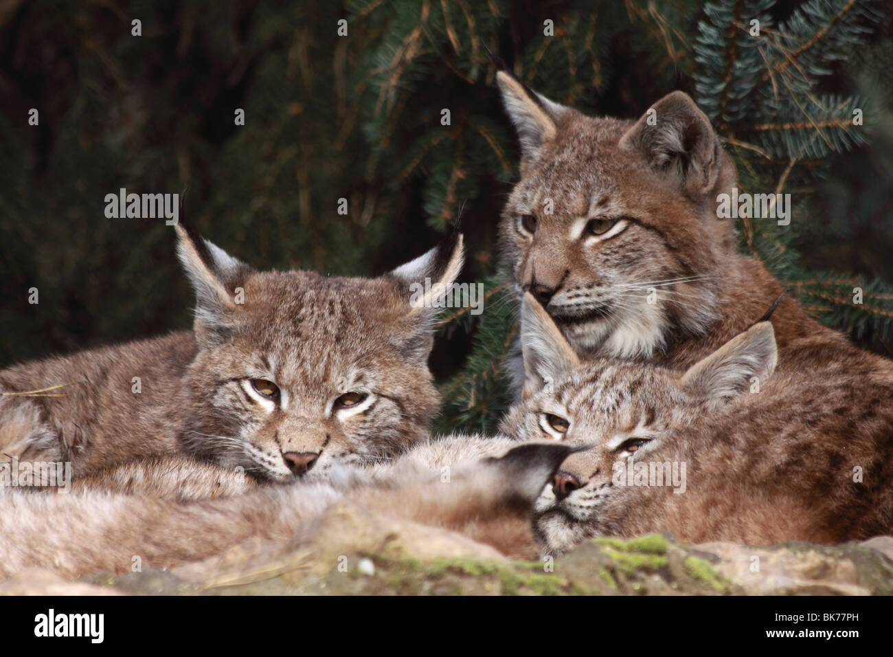 Three lynxes hi-res stock photography and images - Alamy