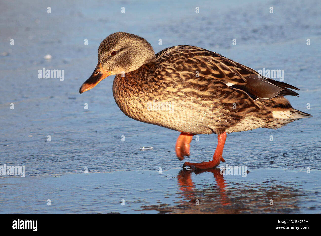 Mallards are walking hi-res stock photography and images - Alamy