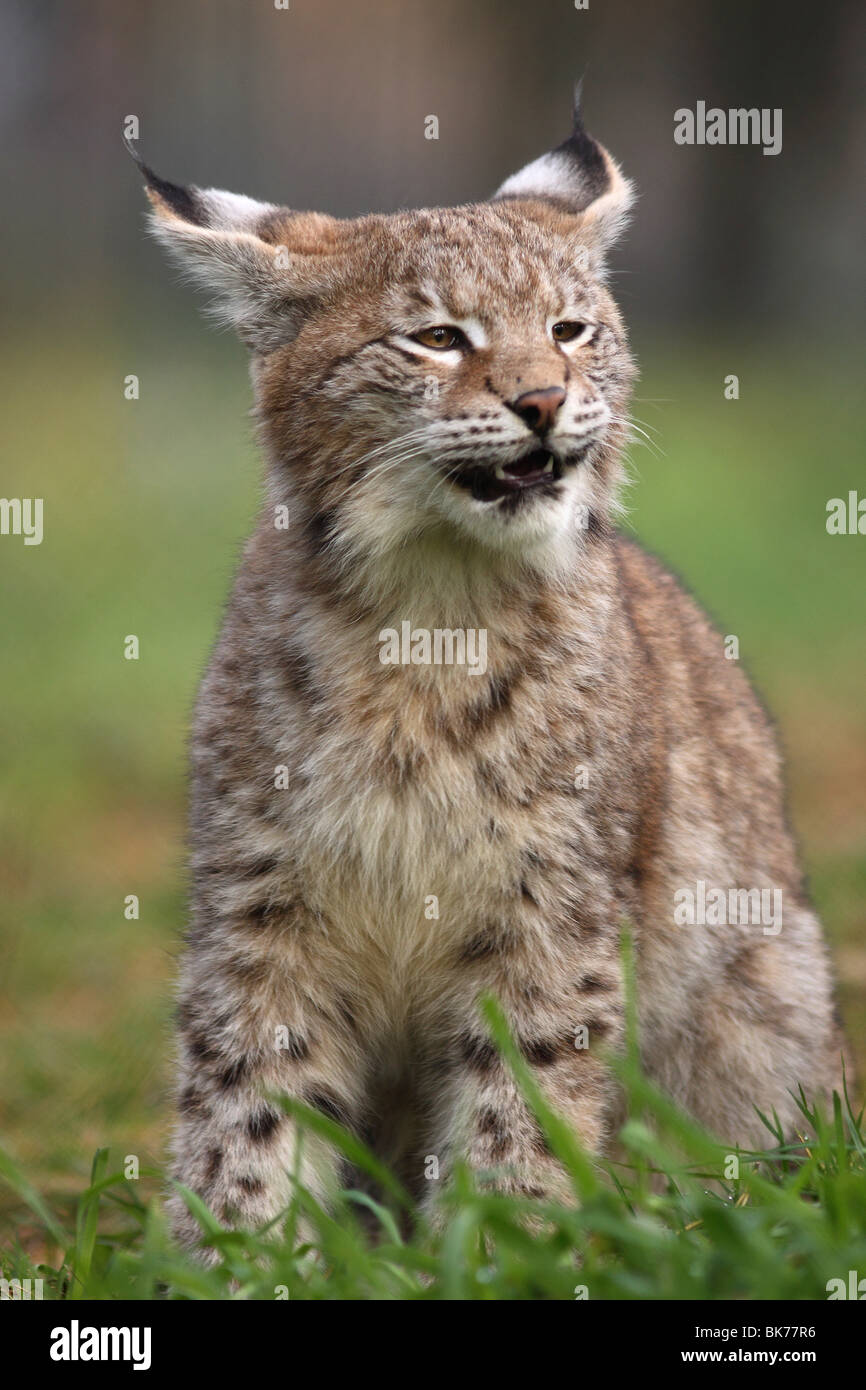 Lynxes hi-res stock photography and images - Alamy