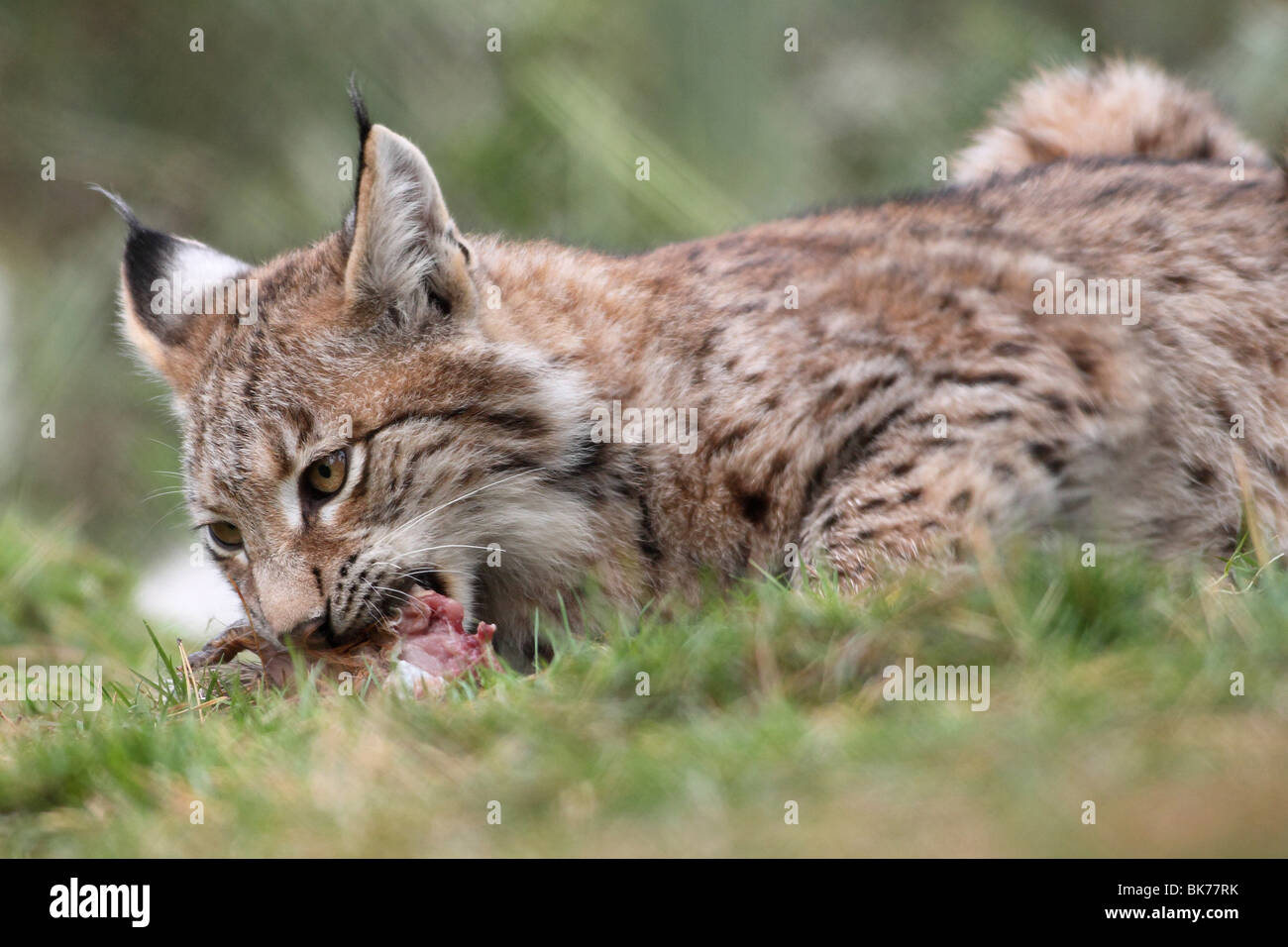 Lynx lynx eating meat hi-res stock photography and images - Alamy