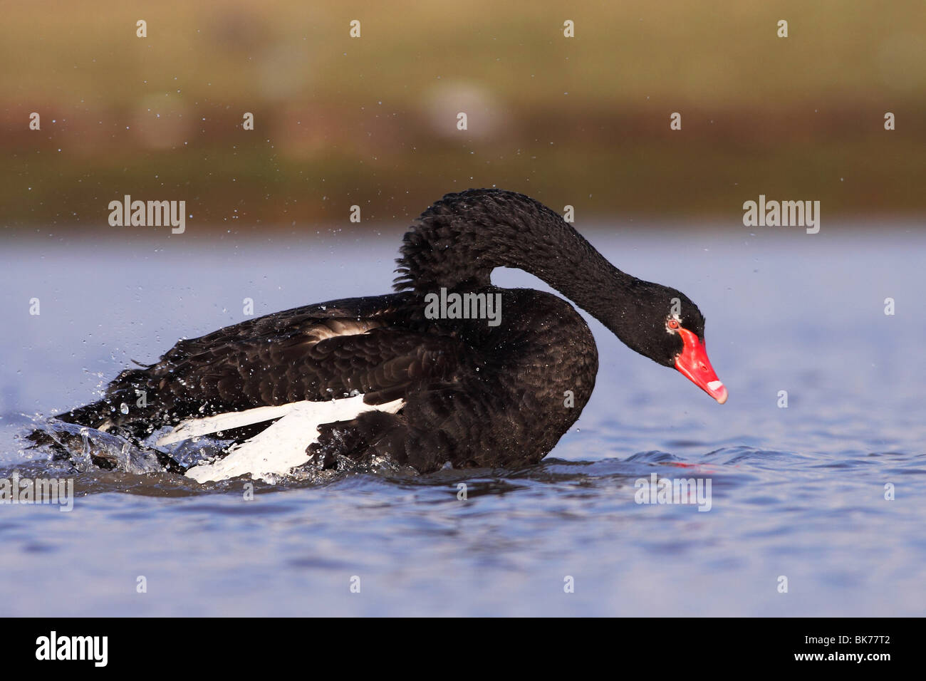 Swan bath hi-res stock photography and images - Alamy