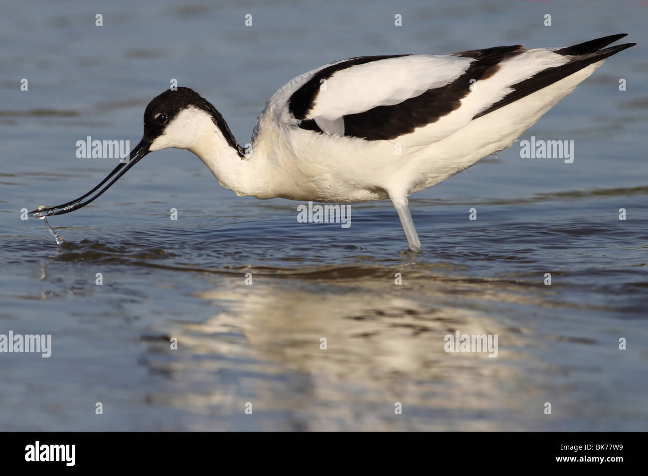 Avocet behaviour hi-res stock photography and images - Alamy