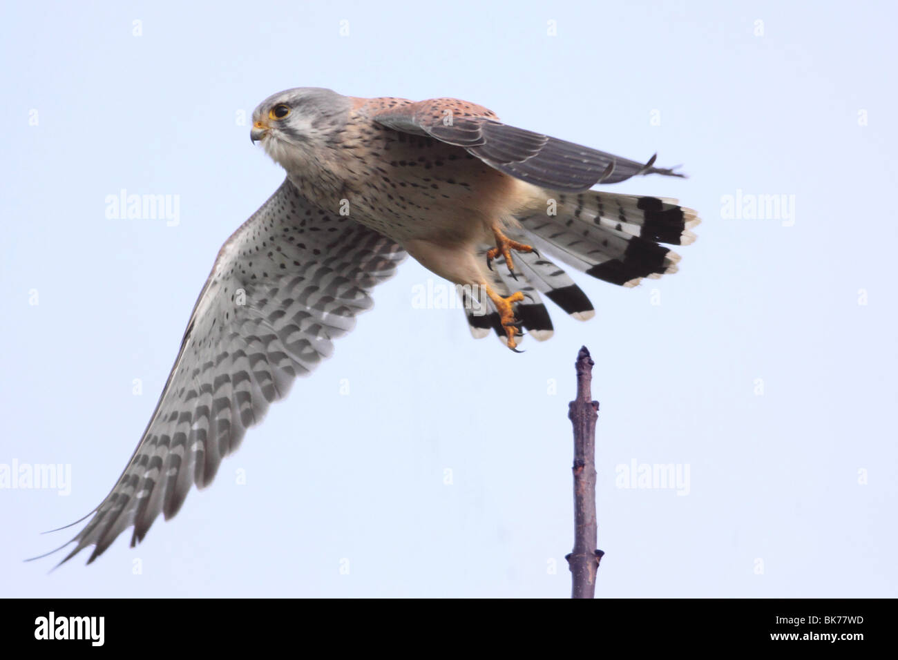Single common kestrel bird hi-res stock photography and images - Alamy