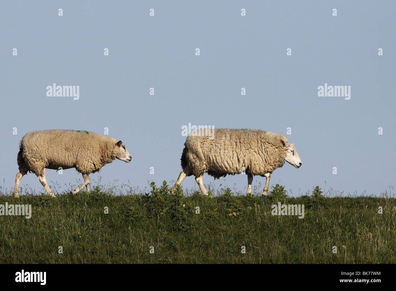 Sheeps movement hi-res stock photography and images - Alamy