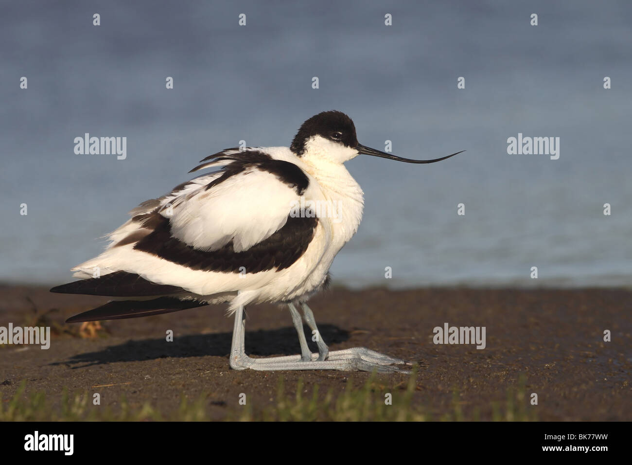 Avocet side view hi-res stock photography and images - Alamy