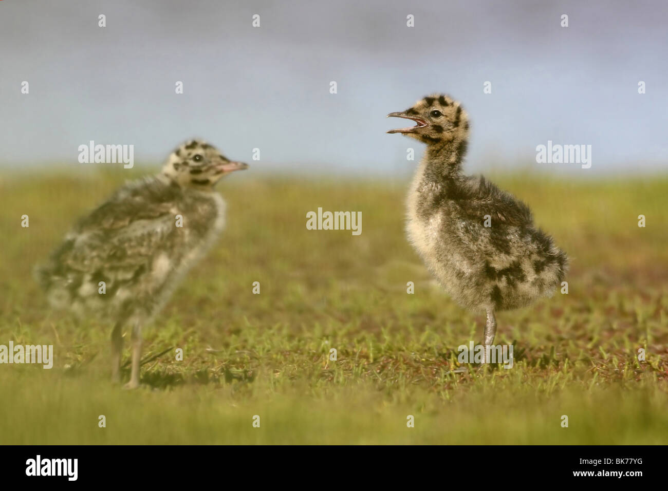 Mire bird birds hi-res stock photography and images - Alamy