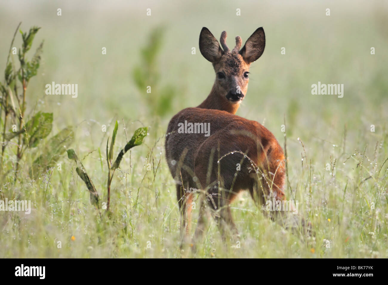 Landscape format of roe deer hi-res stock photography and images - Alamy