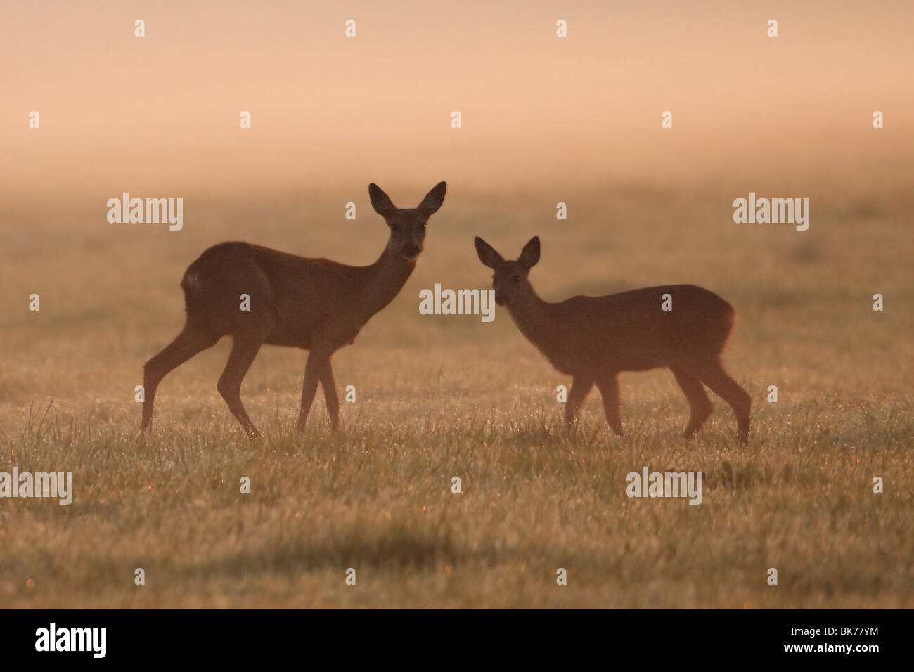 Landscape format of roe deer hi-res stock photography and images - Alamy