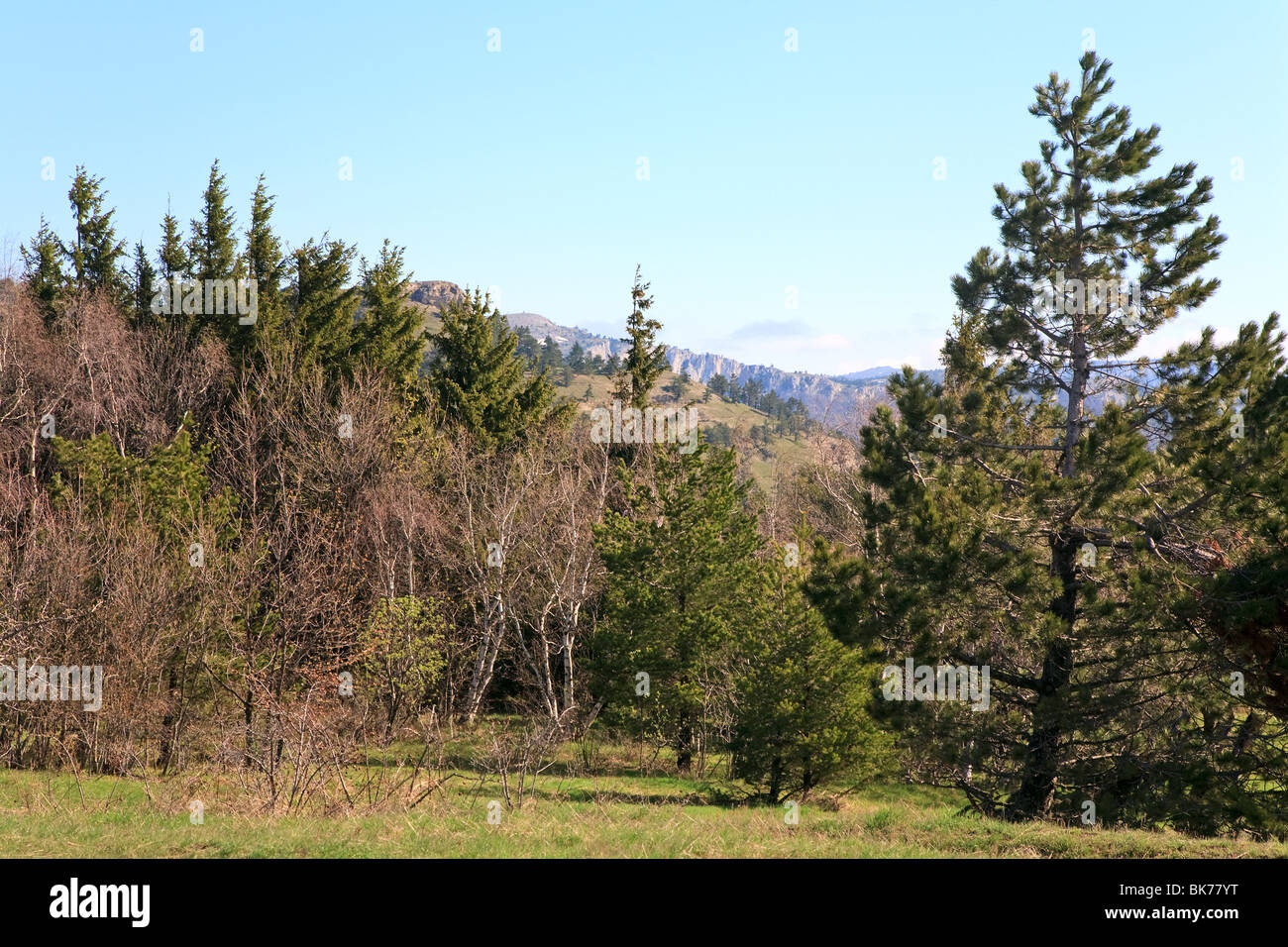 Conifer forest on mountain hi-res stock photography and images - Alamy