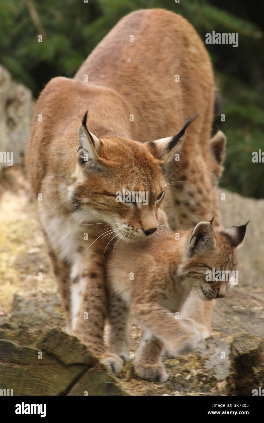 Two young eurasian lynx hi-res stock photography and images - Alamy